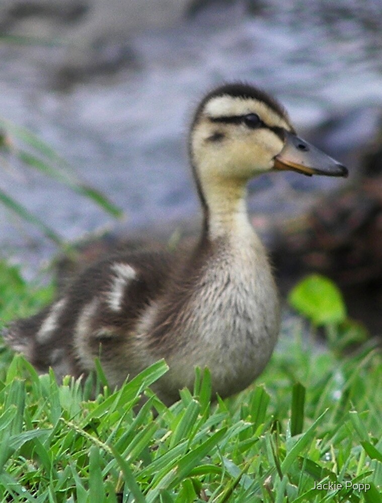 "Pintail baby duckling" by Jackie Popp | Redbubble