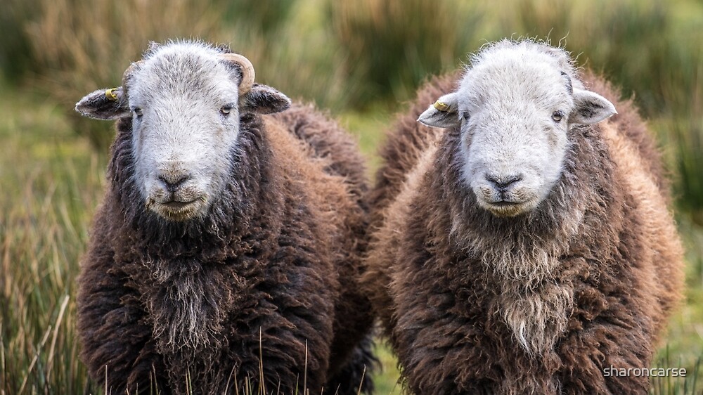 "Herdwick sheep" by sharoncarse | Redbubble