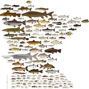 "Fishes of Minnesota" Poster for Sale by andybirkey | Redbubble