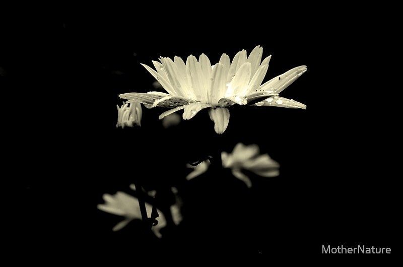 "Day's Eye" by MotherNature | Redbubble