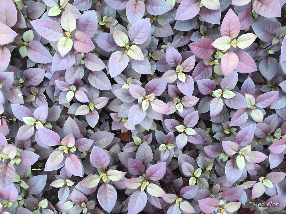 "Alternanthera dentata "Little Ruby"" by * Red Wolf | Redbubble