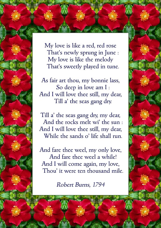""My love is like a red, red rose" - Burns (anglicised)" by Philip ...
