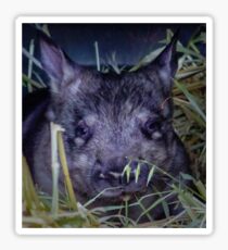 Wombat: Stickers | Redbubble