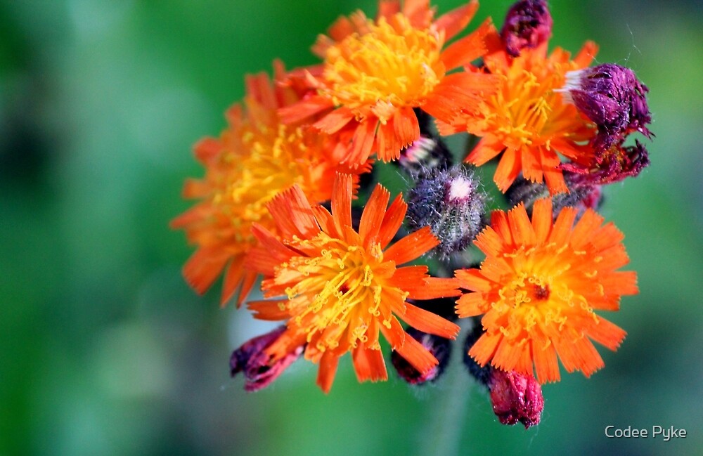 "Devil's Paintbrush - Pilosella aurantiaca" by Codee Pyke | Redbubble