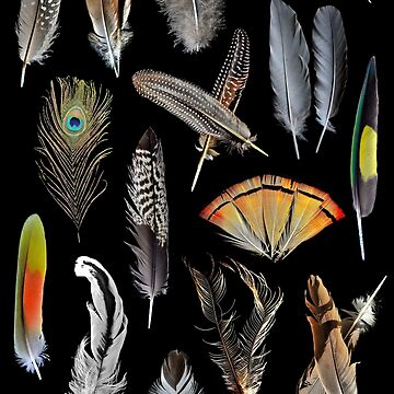 "Feather Collage Photography Print" Poster for Sale by therandomimage2 ...