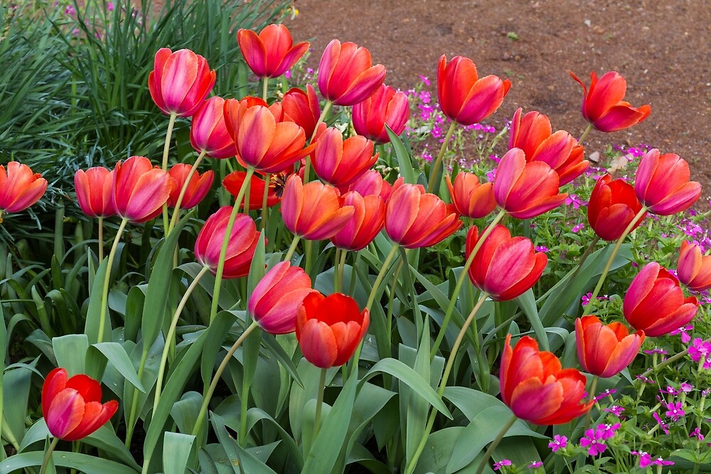 "Pretty Red Tulips" by Elaine Teague | Redbubble