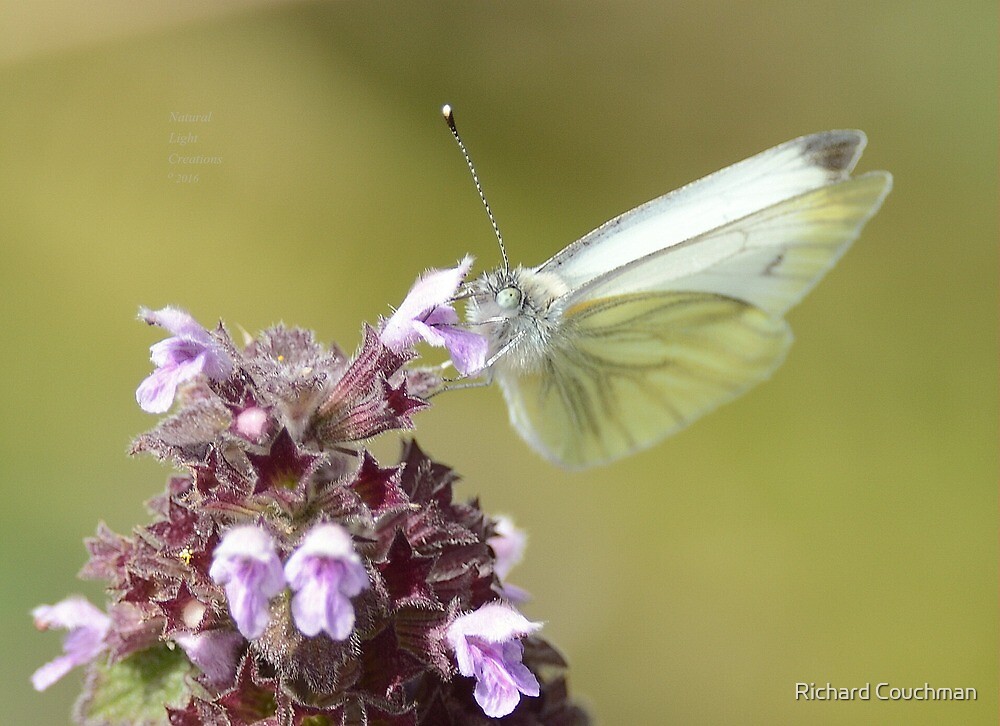 "" White Wings On Willowherb "" by Richard Couchman | Redbubble