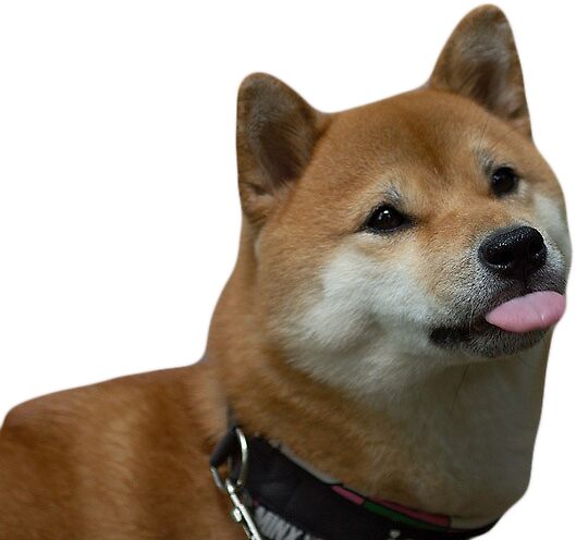 Shiba Inu: Stickers | Redbubble