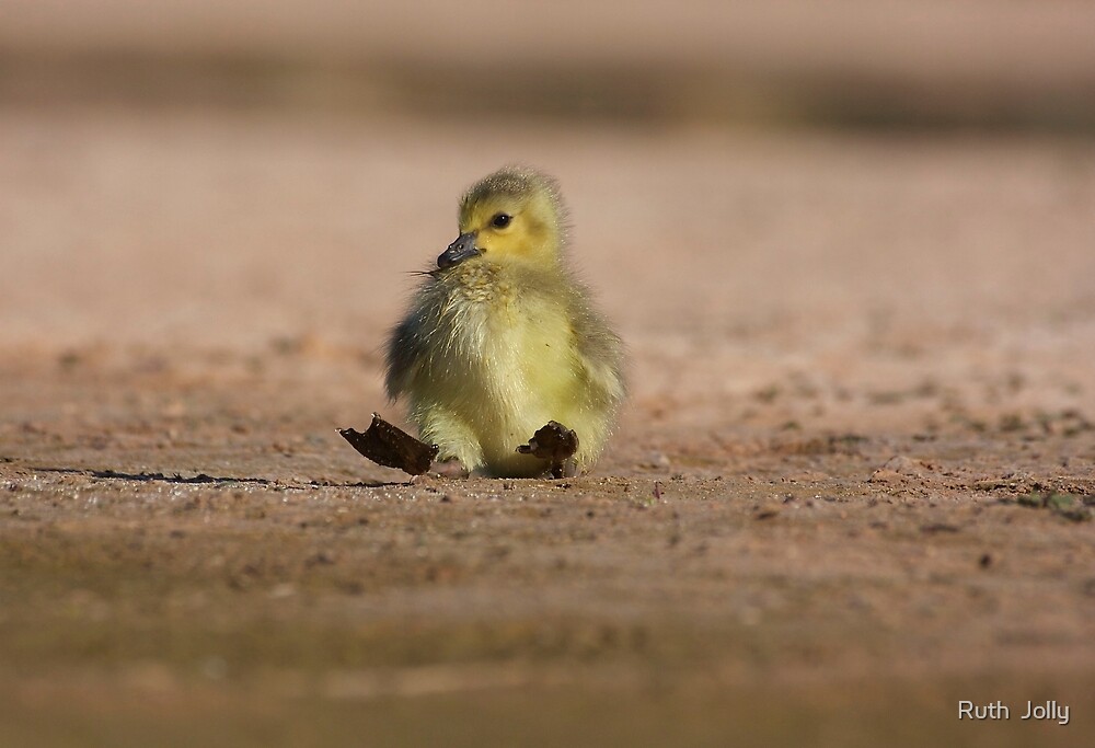 "rock-a-bye-gosling" by Ruth Jolly | Redbubble