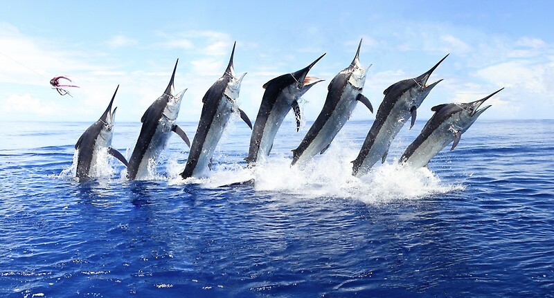 "Black Marlin Jump Sequence" Canvas Prints by blackmarlinblog | Redbubble