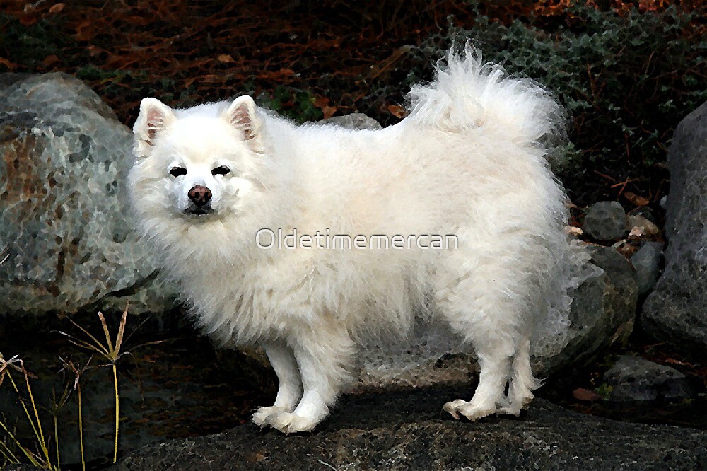 "American Eskimo Spitz Dog" by Oldetimemercan | Redbubble