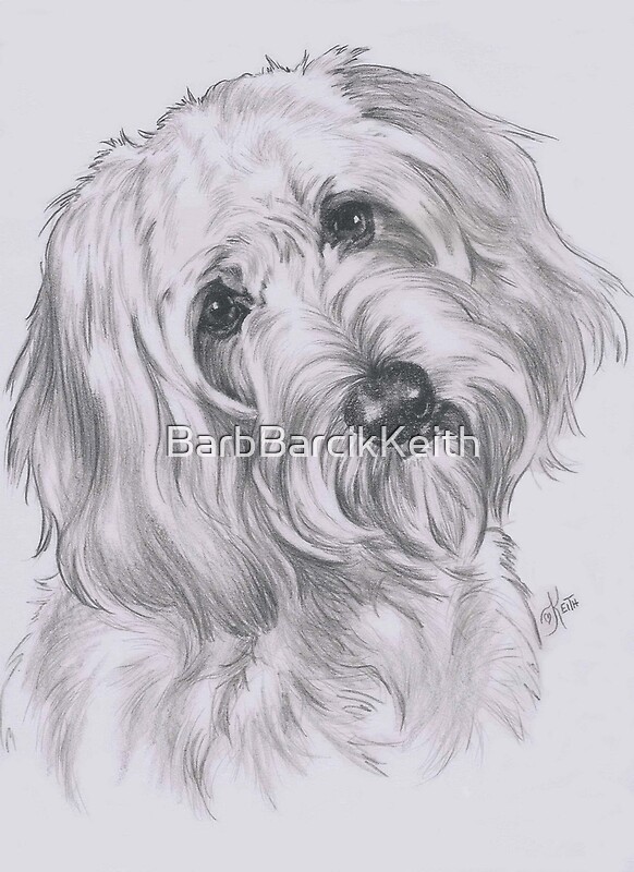 "Cocker-Poo Portrait in Graphite" by BarbBarcikKeith | Redbubble