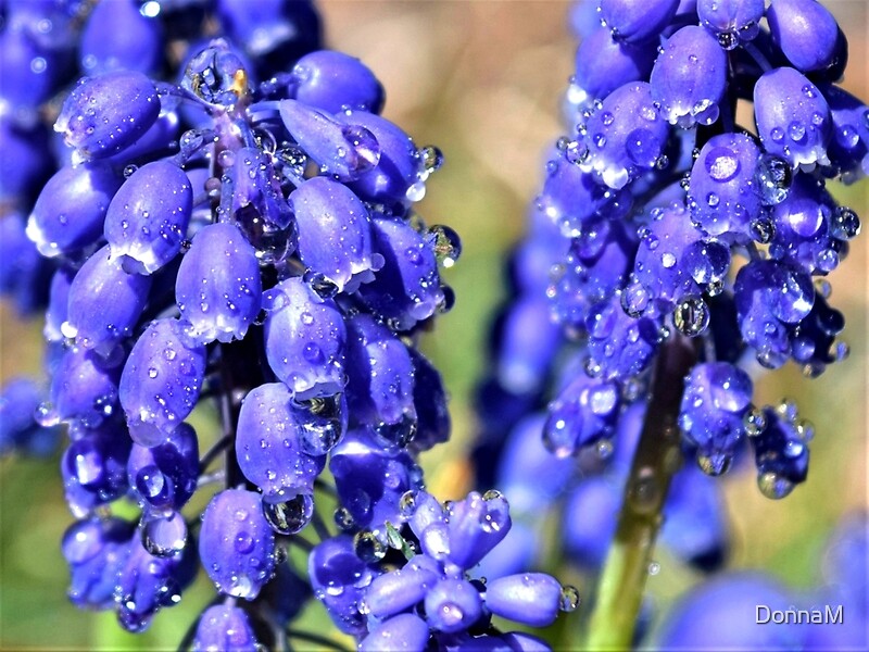"Sparkling Blue Bells" by DonnaM | Redbubble