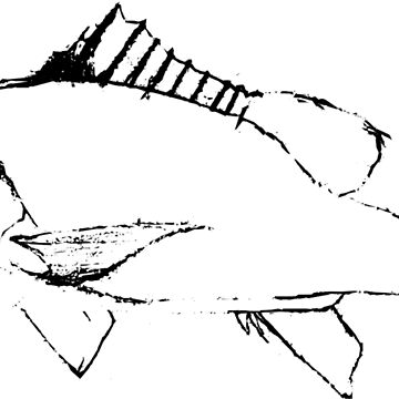 "Black illustration of a mangrove jack on a plain white background ...