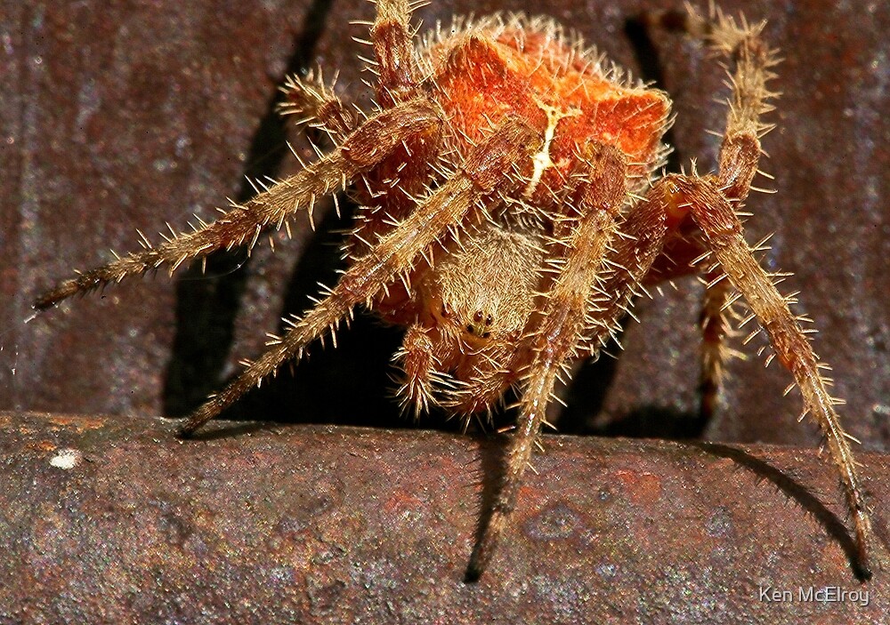 "The Cat-Faced Spider" by Ken McElroy | Redbubble