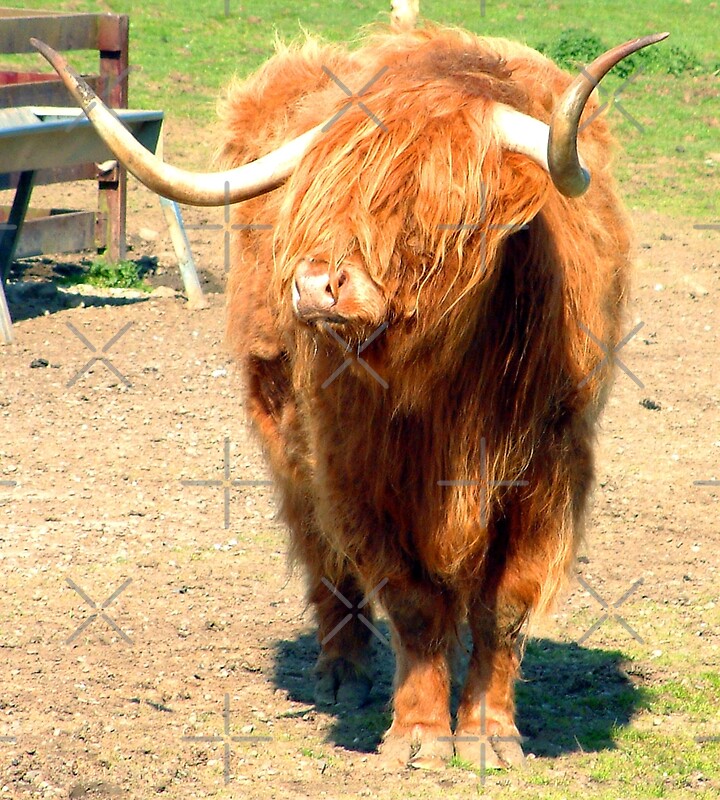 "Heilan Coo II" by Tom Gomez | Redbubble