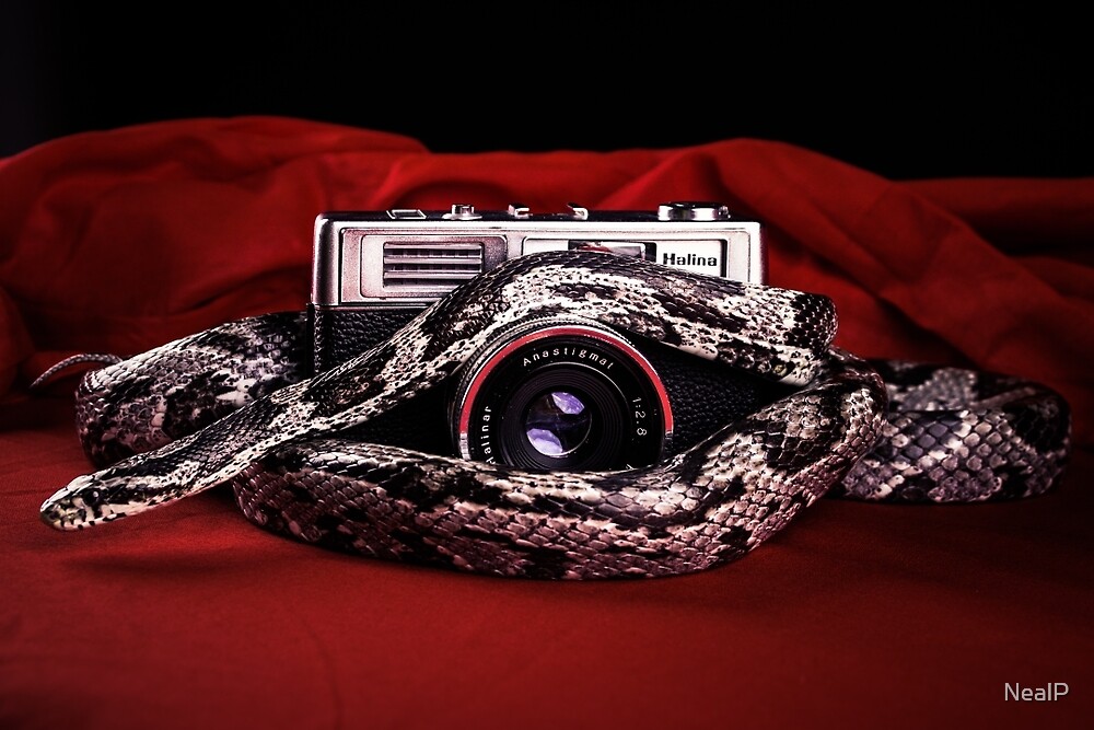 "Snake Photography" by NealP | Redbubble
