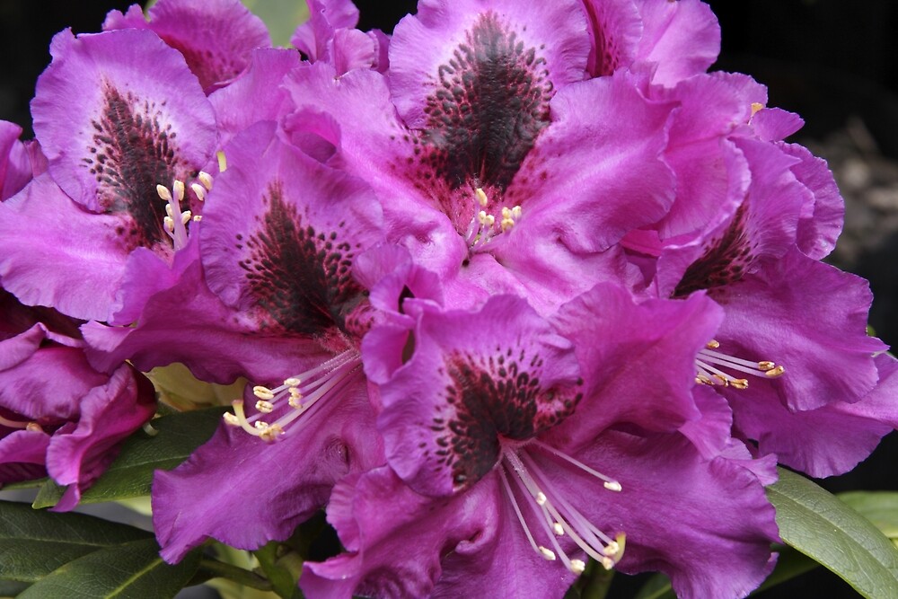 "Rhododendron 'Purple Splendour' Flowerhead Close-up" by hortiphoto ...