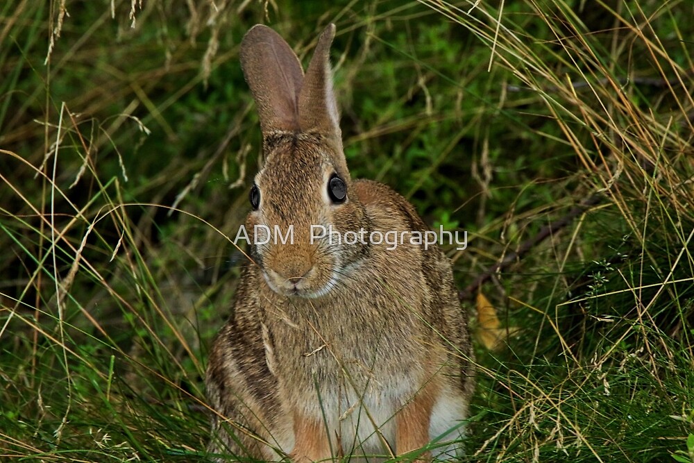 "Bunny Looking into the Camera" by ADM Photography | Redbubble