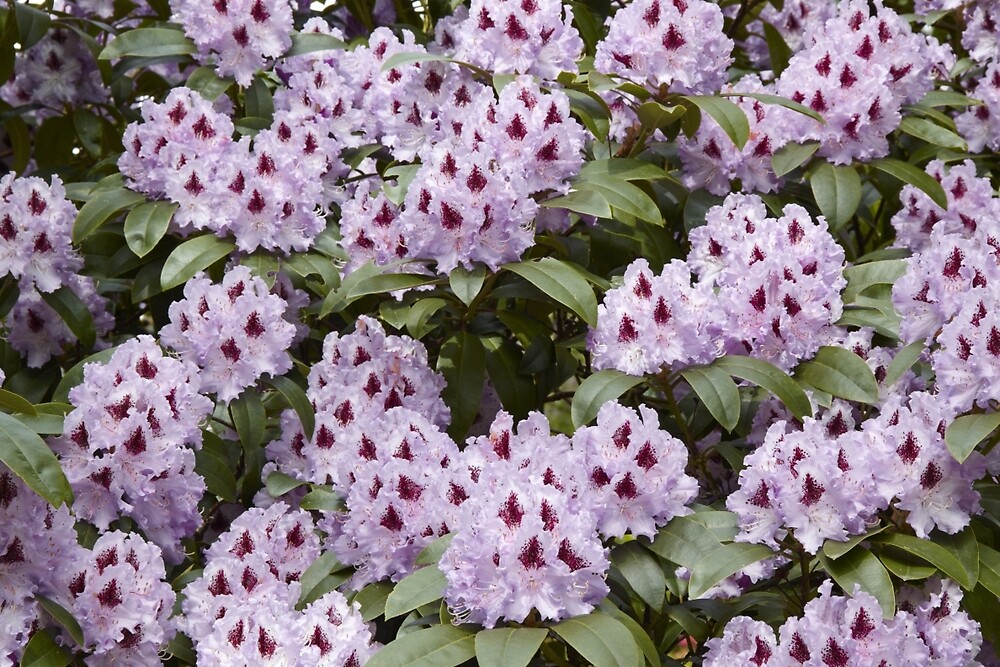 "Rhododendron 'Blue Peter' in Full Bloom" by hortiphoto | Redbubble