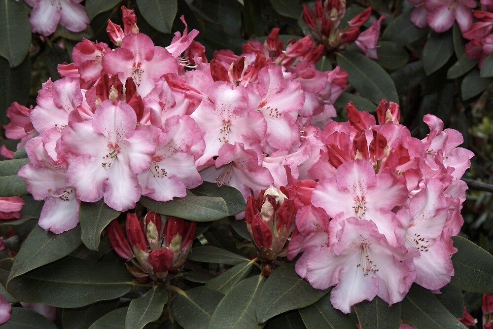 "Rhododendron 'Lem's Monarch' Flower Trusses" by hortiphoto | Redbubble