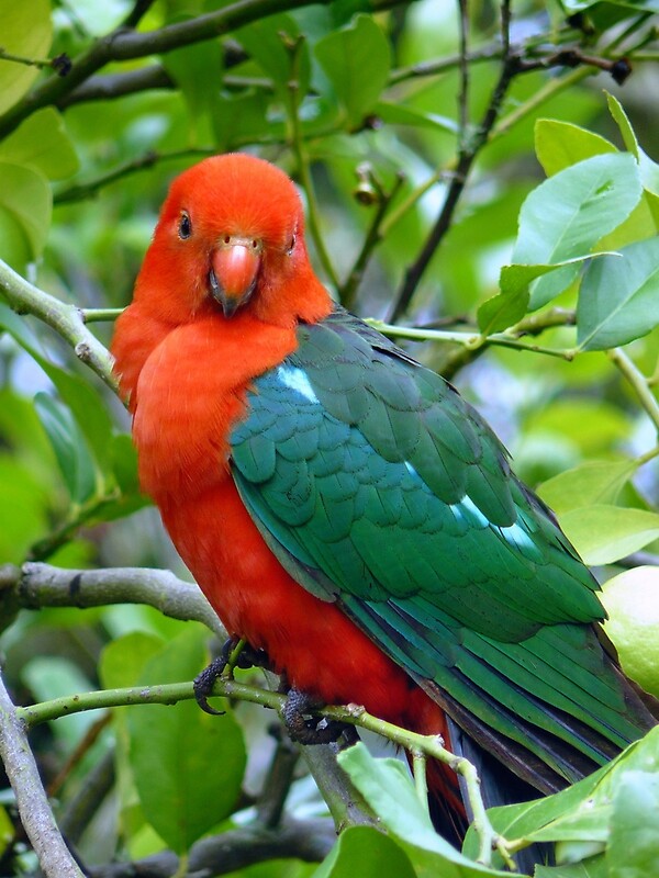 "Australian Native King Parrot" by Margaret Stockdale | Redbubble