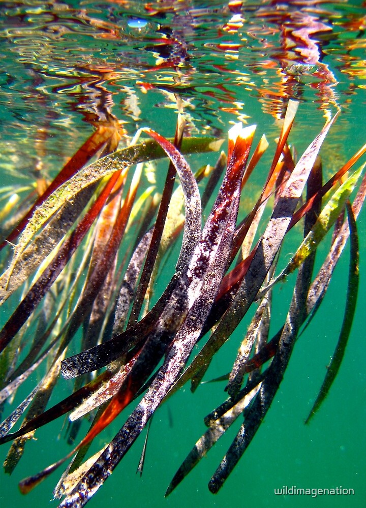 ""Seagrass" Shark Bay, Western Australia" by wildimagenation | Redbubble