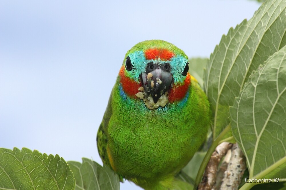 "Cyclops bird (native to Australia)" by Catherine W | Redbubble