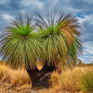 "Australian native Grass Tree" Photographic Print for Sale by Ricjacyno ...