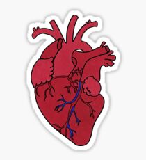 Anatomical Heart: Stickers | Redbubble