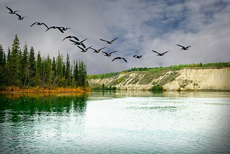 "Fall Migration on the Yukon River" by Yukondick | Redbubble