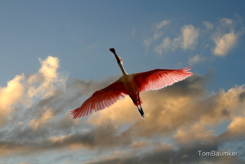 "SPOONBILL IN FLIGHT" by TomBaumker | Redbubble