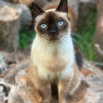 "My Charlie " Poster for Sale by EffiesPlace | Redbubble