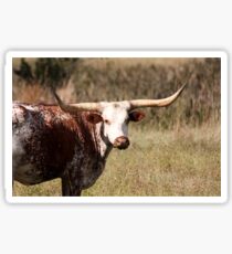 Longhorn: Stickers | Redbubble
