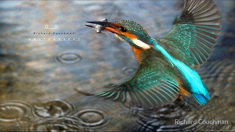 "" The Catch , Kingfisher In Flight "" by Richard Couchman | Redbubble