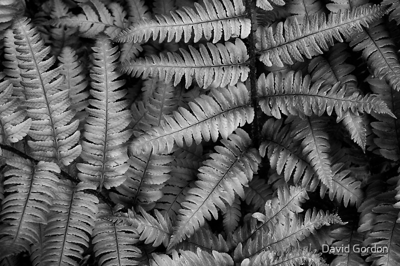 "Silvery Ferns BW" by David Gordon | Redbubble