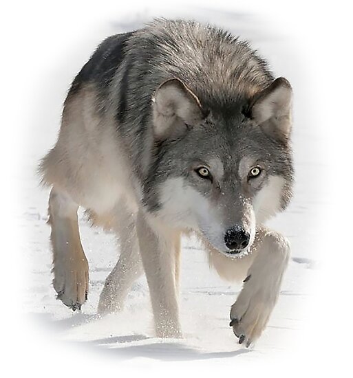 "Stalking wolf" Photographic Print by ISSYsART | Redbubble