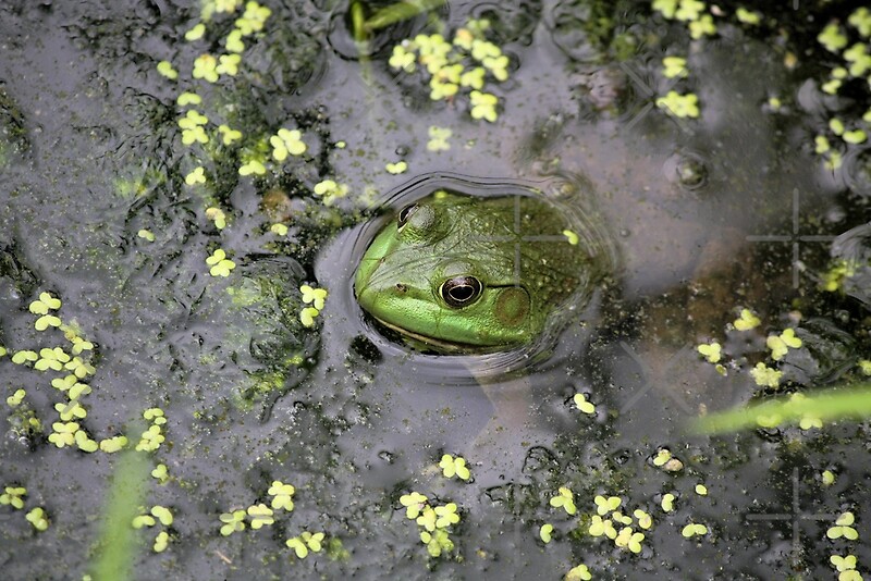 "Native American Bully (Bullfrog) " by chstudios | Redbubble