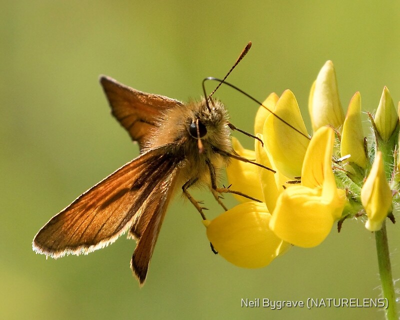"Small Skipper Butterfly" by Neil Bygrave (NATURELENS) | Redbubble