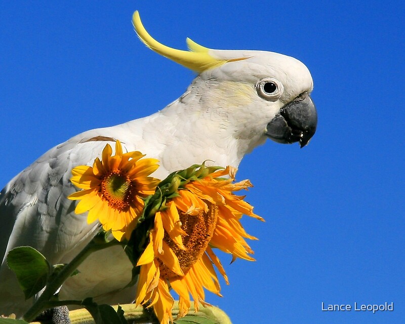 "Sulphur Crested Cockatoo and Sunflowers" by Lance Leopold | Redbubble