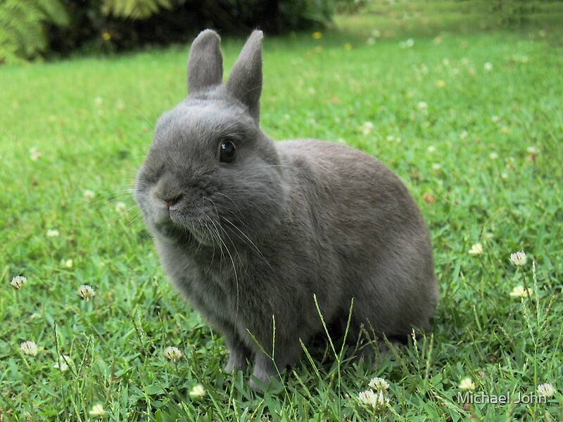 "Billy the Rabbit" by Michael John | Redbubble