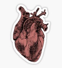 Anatomical Heart: Stickers | Redbubble