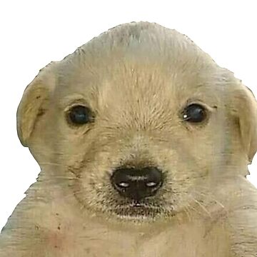 "Jotchua meme jotchua dog " Cap for Sale by romanticists | Redbubble