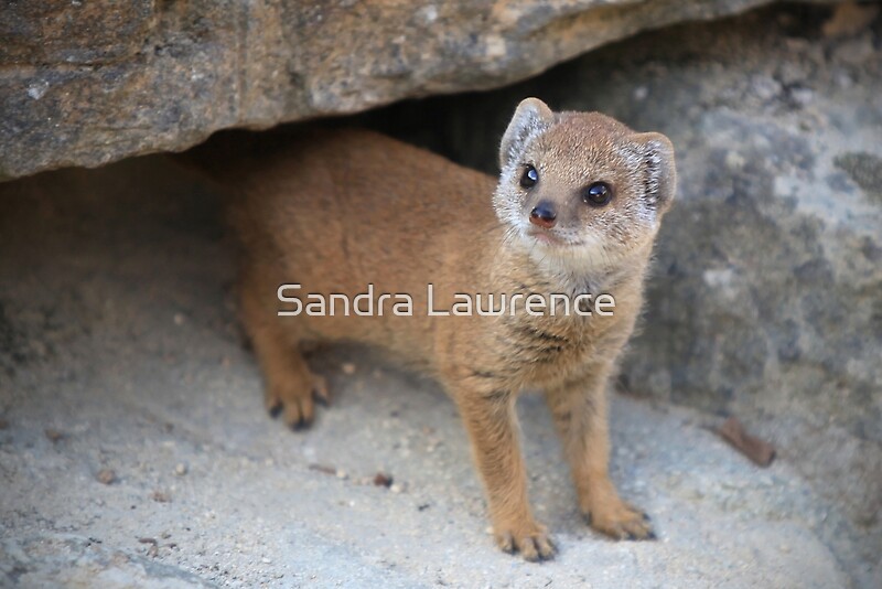 "Baby Mongoose" by Sandra Lawrence | Redbubble