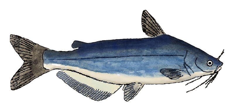"Blue Catfish " by fishfolkart | Redbubble