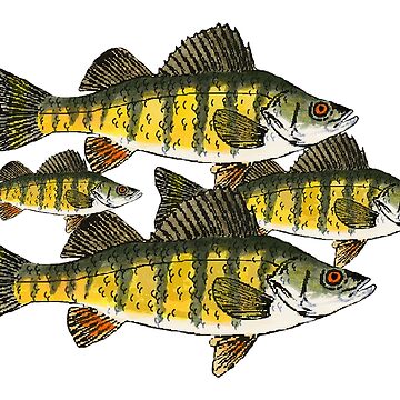 "Yellow Perch School" Sticker for Sale by fishfolkart | Redbubble