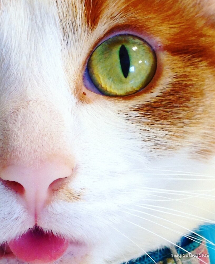 "Polly Face 1" by magicatstudios | Redbubble