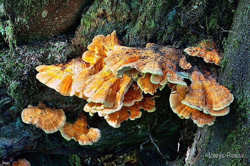 "Colorful Fungus" by Lanis Rossi | Redbubble