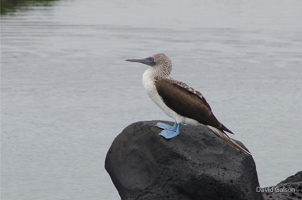 "Blue Footed Boobie on a Rock" by David Galson | Redbubble