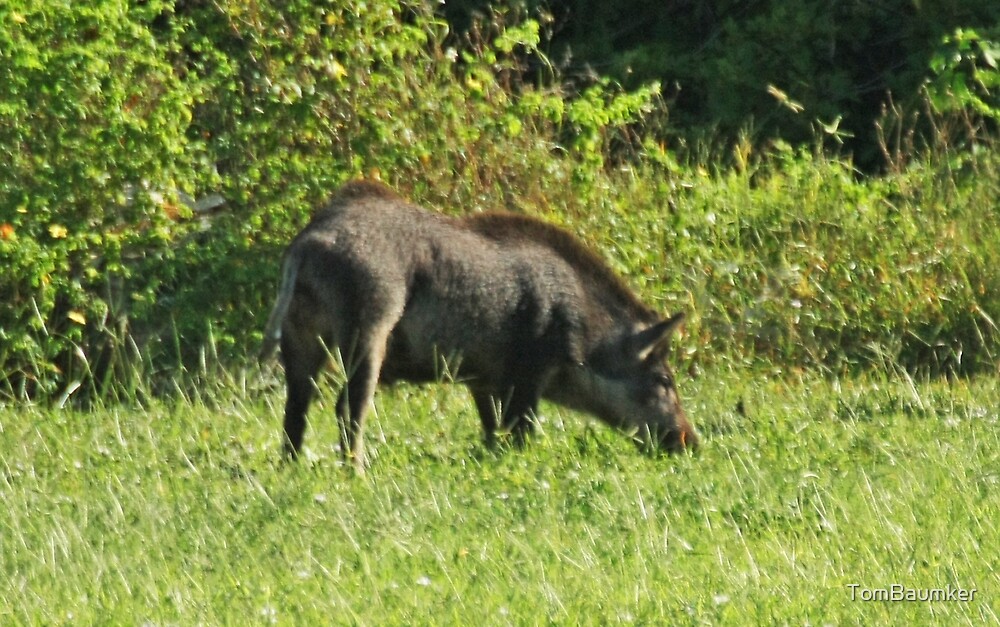 "WILD BORE HOG" by TomBaumker | Redbubble